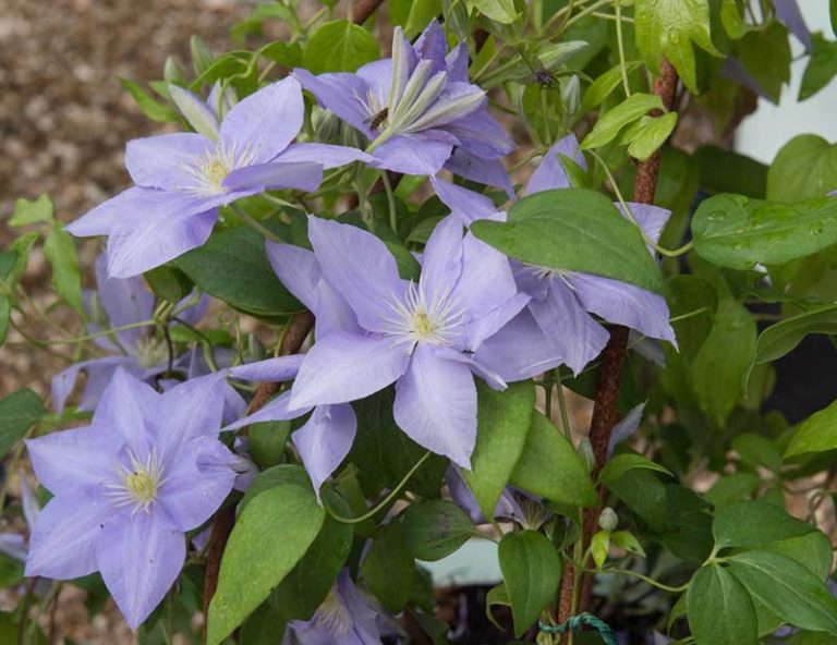 20 Different Types of Clematis (Photos) - Garden Lovers Club