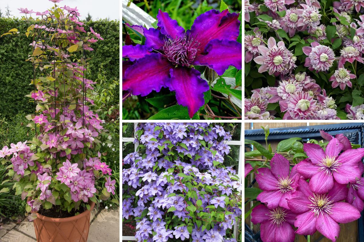 20 Different Types of Clematis (Photos) - Garden Lovers Club
