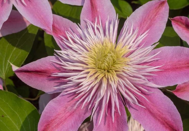 20 Different Types of Clematis (Photos) - Garden Lovers Club