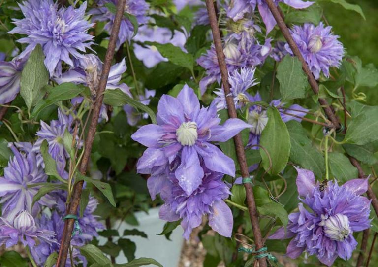 20 Different Types of Clematis (Photos) - Garden Lovers Club