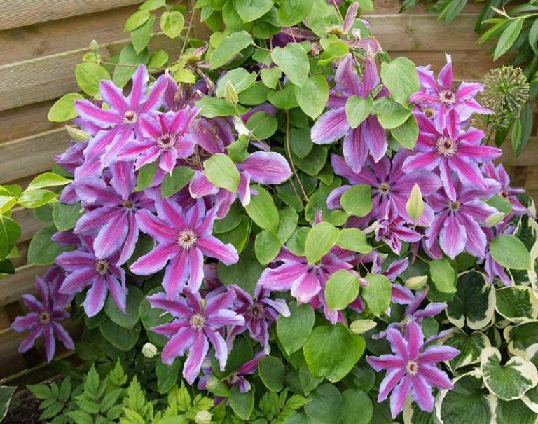20 Different Types of Clematis (Photos) - Garden Lovers Club