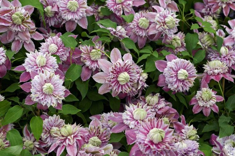20 Different Types of Clematis (Photos) - Garden Lovers Club