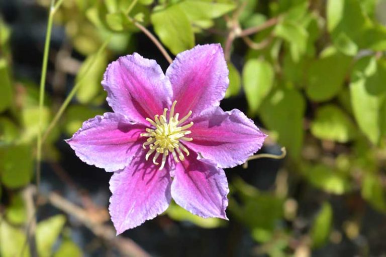 20 Different Types of Clematis (Photos) - Garden Lovers Club