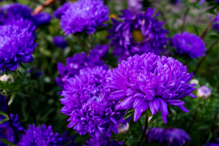 Growing Guide: How to Grow and Care for Asters - Garden Lovers Club