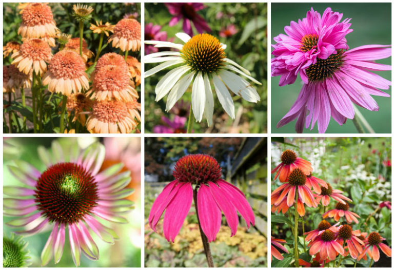 18 Different Types of Coneflowers (Echinacea) - Garden Lovers Club
