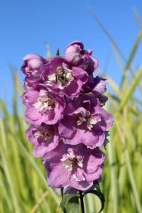 15 Different Types of Delphinium - Garden Lovers Club