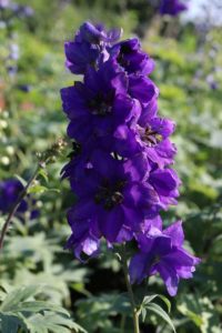 15 Different Types of Delphinium - Garden Lovers Club