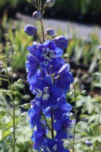 15 Different Types of Delphinium - Garden Lovers Club