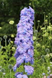15 Different Types of Delphinium - Garden Lovers Club
