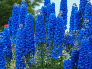 15 Different Types of Delphinium - Garden Lovers Club