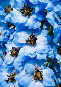 15 Different Types of Delphinium - Garden Lovers Club