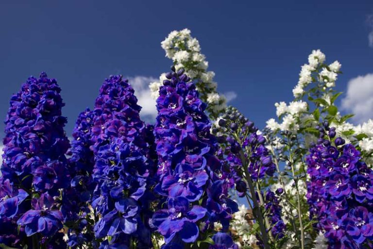 15 Different Types of Delphinium - Garden Lovers Club