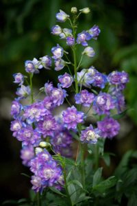 15 Different Types of Delphinium - Garden Lovers Club