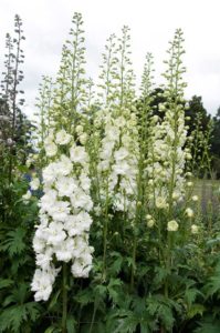 15 Different Types of Delphinium - Garden Lovers Club