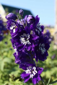 15 Different Types of Delphinium - Garden Lovers Club