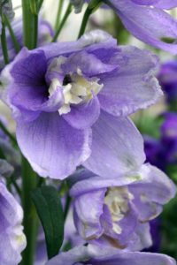 15 Different Types of Delphinium - Garden Lovers Club