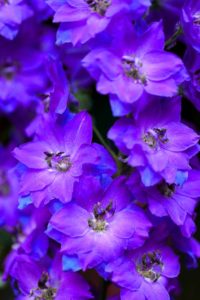 15 Different Types of Delphinium - Garden Lovers Club