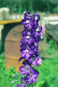 15 Different Types of Delphinium - Garden Lovers Club