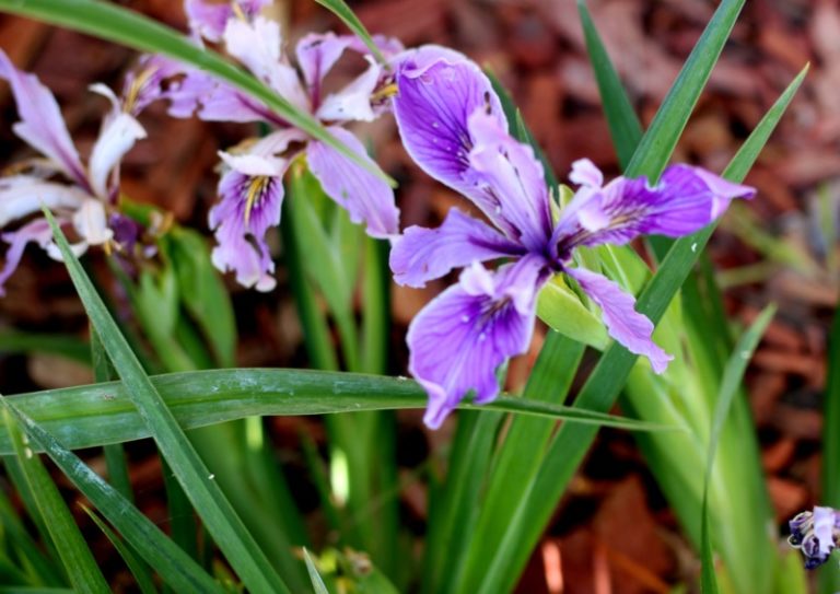 Growing Guide: Tips for Growing Iris Plants - Garden Lovers Club