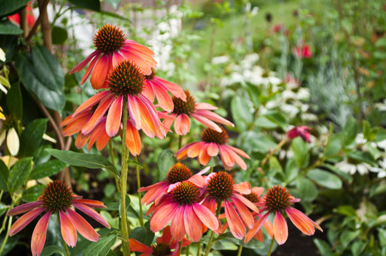 18 Different Types of Coneflowers (Echinacea) - Garden Lovers Club