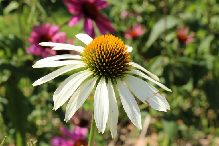 18 Different Types of Coneflowers (Echinacea) - Garden Lovers Club