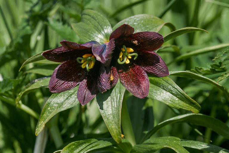 10 Different Types of Fritillaria - Garden Lovers Club