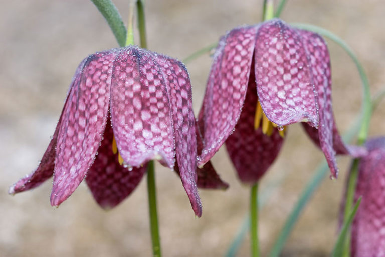 10 Different Types of Fritillaria - Garden Lovers Club