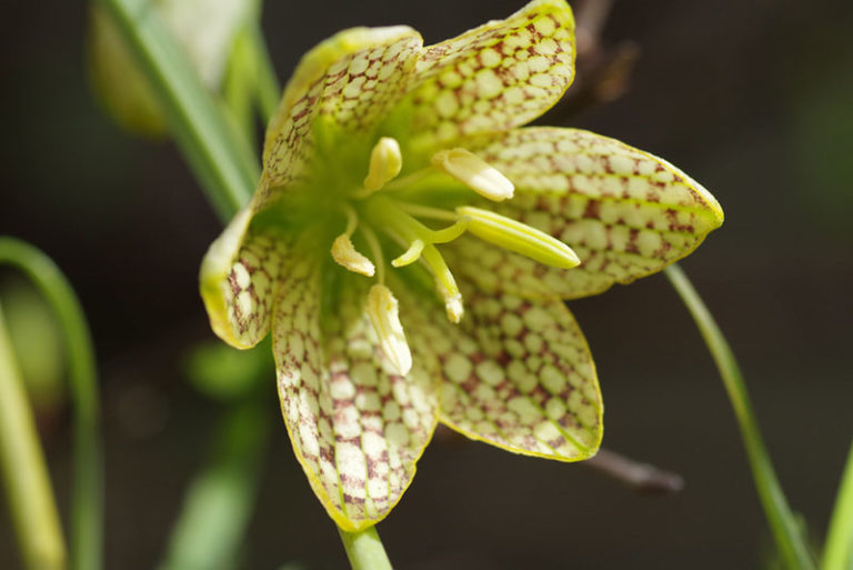10 Different Types of Fritillaria - Garden Lovers Club