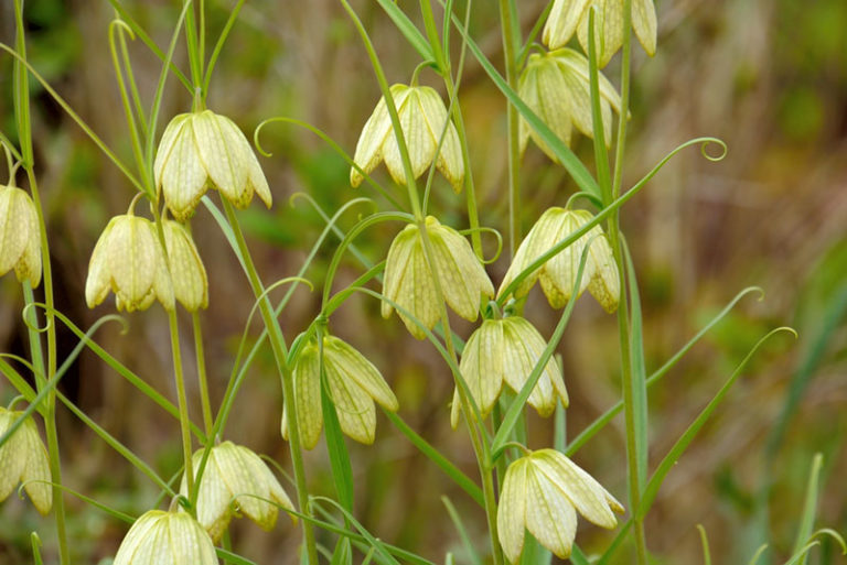10 Different Types of Fritillaria - Garden Lovers Club