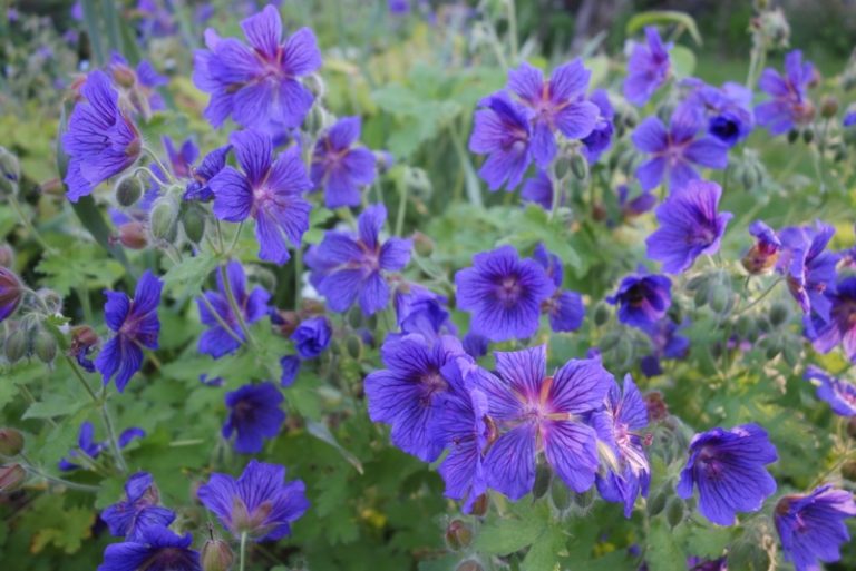 15 Perfect Minnesota Perennials - Garden Lovers Club
