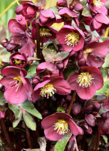 11 Different Types of Hellebore (Photos) - Garden Lovers Club