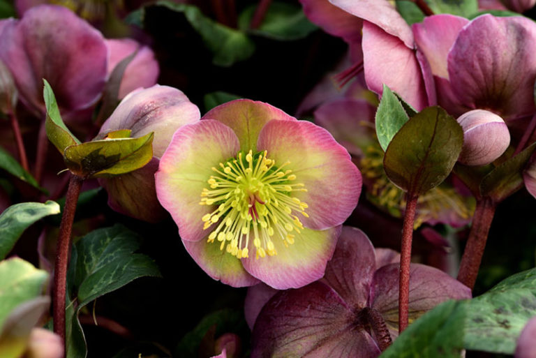 11 Different Types of Hellebore (Photos) - Garden Lovers Club