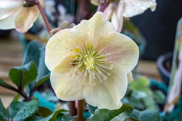 11 Different Types of Hellebore (Photos) - Garden Lovers Club