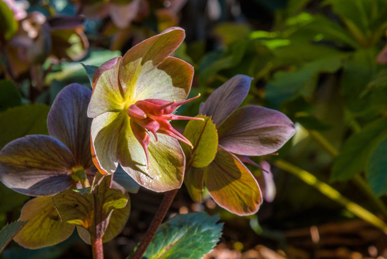 11 Different Types of Hellebore (Photos) - Garden Lovers Club