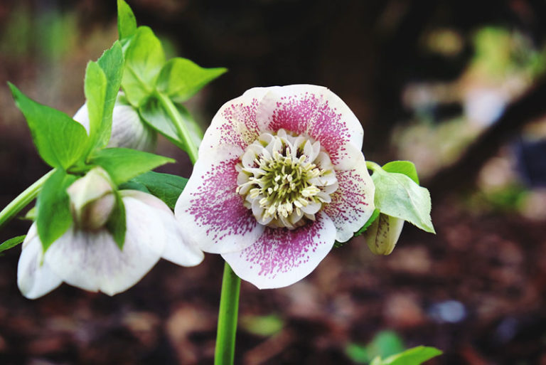 11 Different Types of Hellebore (Photos) - Garden Lovers Club