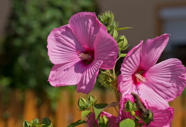 17 Perfect Texas Perennials (North and South Texas) - Garden Lovers Club