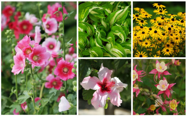 12 Fabulous Indiana Perennials - Garden Lovers Club