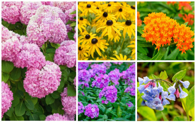 15 Perfect Minnesota Perennials - Garden Lovers Club