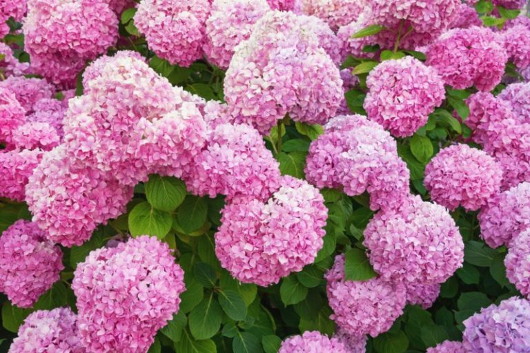 15 Perfect Minnesota Perennials - Garden Lovers Club