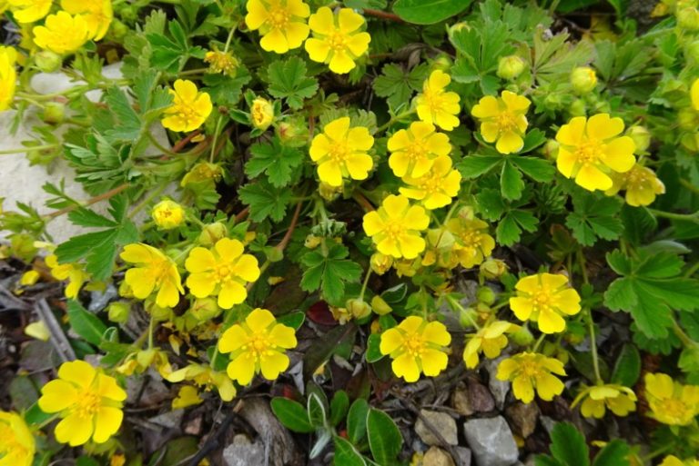 11 Different Types of Potentilla - Garden Lovers Club