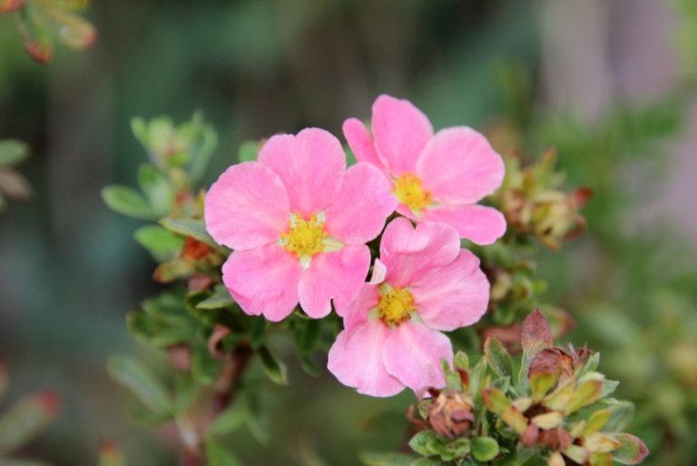11 Different Types of Potentilla - Garden Lovers Club