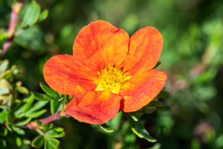 11 Different Types of Potentilla - Garden Lovers Club