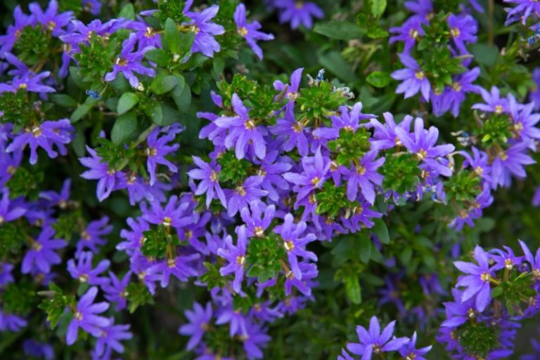 Awesome Perennials for Zone 10 - Garden Lovers Club