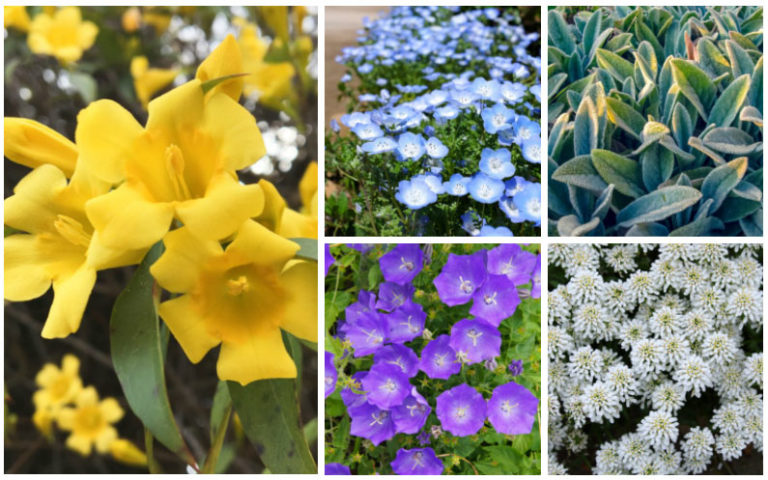10 Best Washington Perennials (Photos and Growing Tips) - Garden Lovers ...