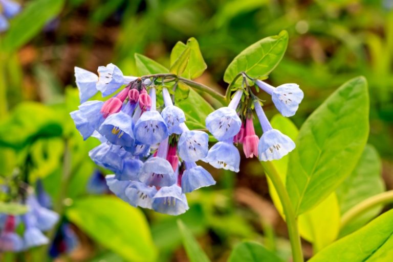 13 Perfect Pennsylvania Perennials - Garden Lovers Club