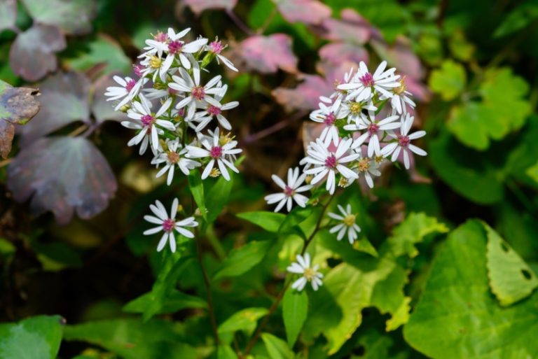 12 Perennials That Grow Well in Ohio - Garden Lovers Club