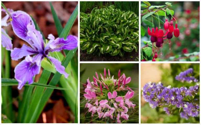 11 Delightful New Jersey Perennials (Plus Growing Tips) - Garden Lovers ...