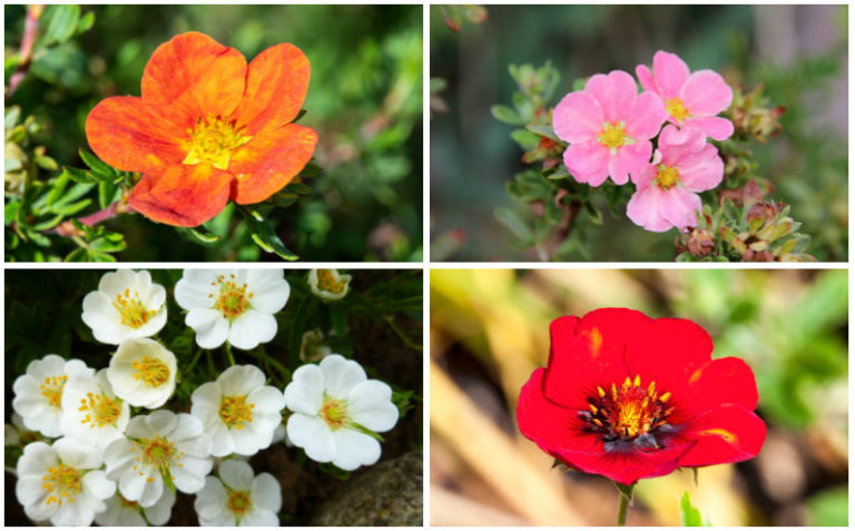 How to Grow Potentilla (Easy Growing Guide) - Garden Lovers Club