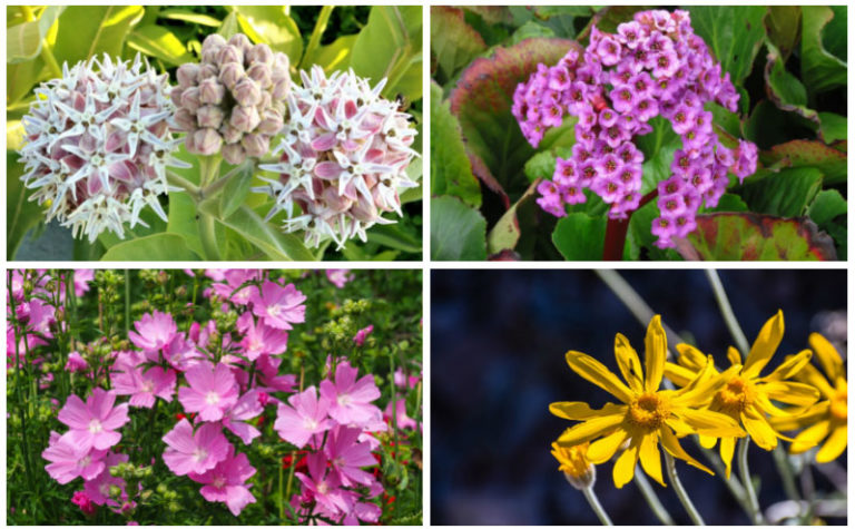 10 Fantastic Trailing Perennials - Garden Lovers Club