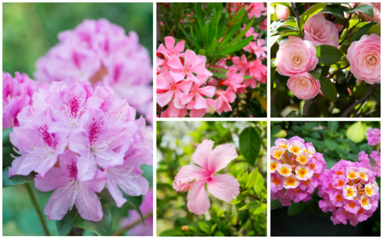 15 Breathtaking Pink Flowering Shrubs - Garden Lovers Club